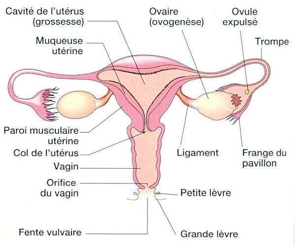 Anatomie de l'appareil génital féminin - Le blog de jerome harlé Anatomie de l'appareil génital féminin - Le blog de jerome harlé