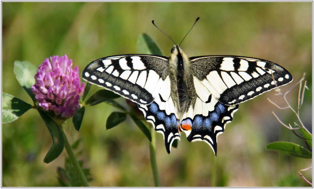 Papillon - Machaon (3) - Papilio machaon - Didier - 365 Photos