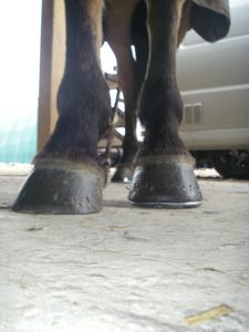 2°ferrage fers a petit rouling plaques equisoft branche couverte en ...