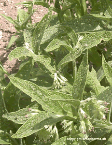 La grande consoude - Boursoplantes