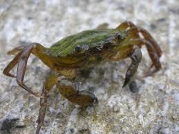 le crabe vert - Le blog de l'école de St Germain et Mons