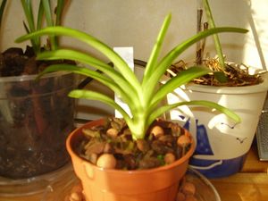 Vanda Javierae Alba - Orchidées, photos, balades en Champagne... mes ...