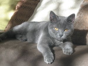 Chartreux - Kéloise