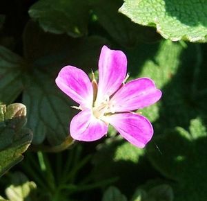 Geranium 'Tanya Rendall' - Le blog du Jardin de la Salamandre