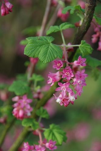 Le cassis : un petit fruit pour une grande forme - Tourisme