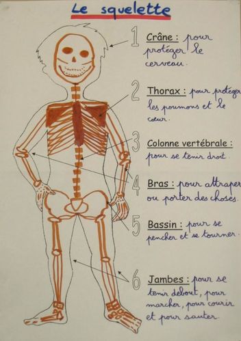 le squelette - Le blog des CE2 de l'ecole Fenelon