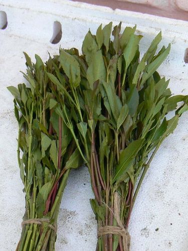 le khat, le quât ou appelation plus djiboutienne salade - a2ne, le blog