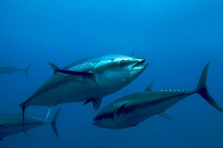 Votw #61# : Bluefin Tuna in North Carolina - Somanyfish Blog