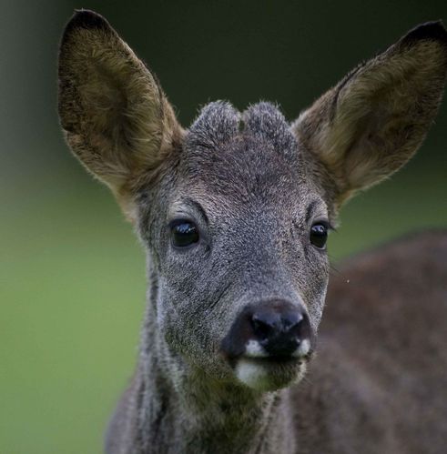 Dans un bois près d'Amiens (chevreuils-brocard, chevrette, chevrillard ...