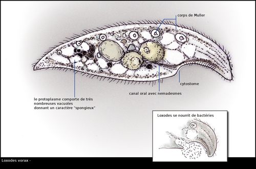 Loxodes vorax - Naturalia - sciences naturelles