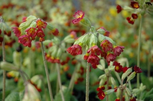 Primula veris 'Sunset Shades' - Le blog d'Euregio Garden