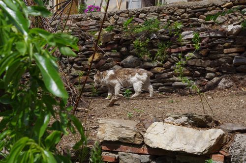 Photos de chats maltraités à Port-Vendres - Les Amis des Chats de Port ...
