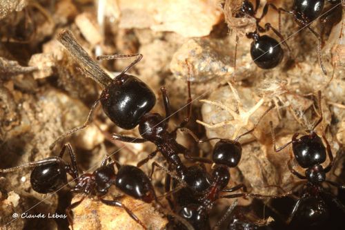 Messor barbarus - Messor barbarus, fourmi du littoral méditerranéen ...
