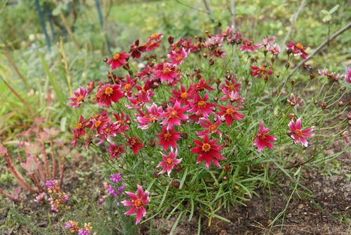 coreopsis limerock ruby - SABLE EMOUVANT