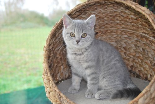 ACCUEILLIR UN 3EME CHAT - MES BRITISH SHORTHAIR BARNABE, FELIDAE ET GUNTER