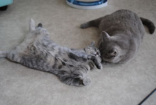 ACCUEILLIR UN 3EME CHAT - MES BRITISH SHORTHAIR BARNABE, FELIDAE ET GUNTER