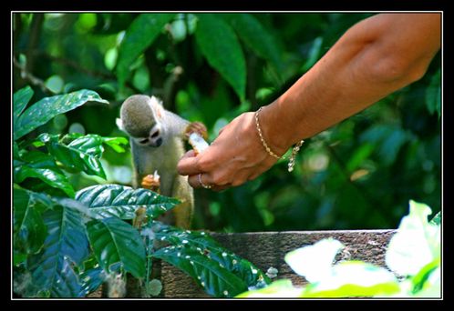 Guyane : l'Îlet de la Mère - Audierne Polynésie