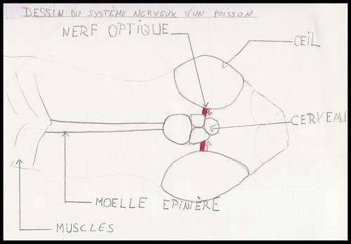 La dissection d'un poisson - L'ULIS Blog