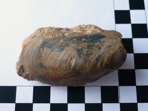 Modiolus bipartitus - Les mondes disparus