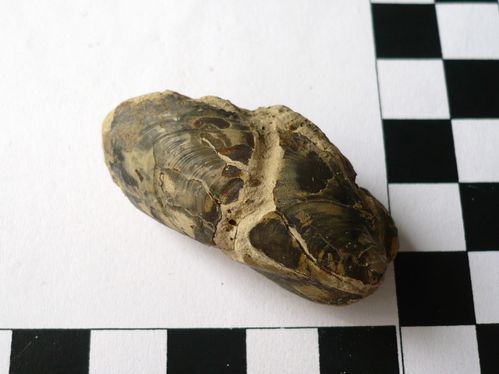 Modiolus bipartitus - Les mondes disparus