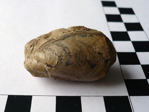 Modiolus bipartitus - Les mondes disparus