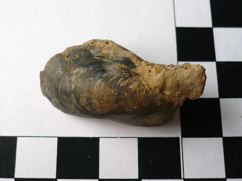 Modiolus bipartitus - Les mondes disparus