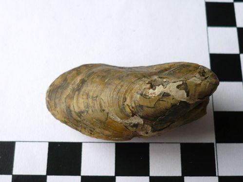 Modiolus bipartitus - Les mondes disparus