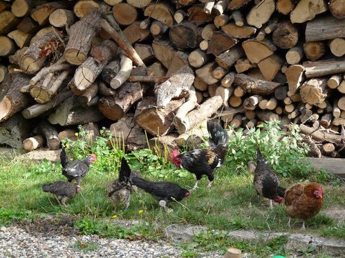 Mes poules naines... - Le blog de mamottescrap.over-blog.com