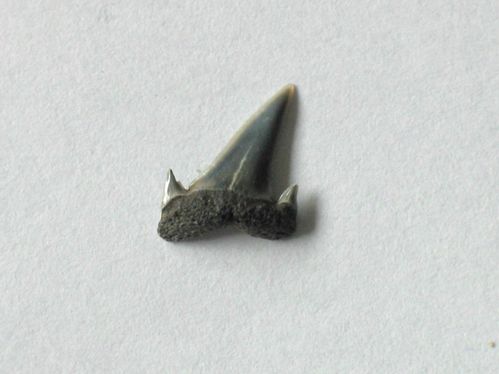 Carcharoides catticus du tertiaire Belge - Fossiles de Belgique et d ...