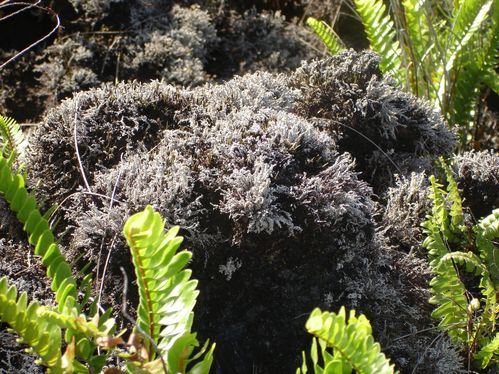 Les insolites de mon jardin ! - Embruns et Parfums du Sud Sauvage