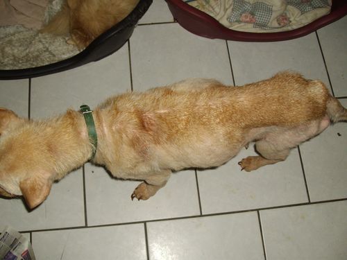 SOUVENEZ-VOUS DE RYSIS - REFUGE DU PONTHIEU MARQUENTERRE