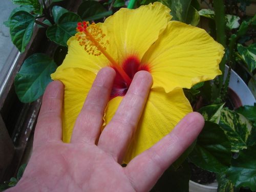 HIBISCUS ET AUTOMNE - UN PETIT COIN DE PARADIS