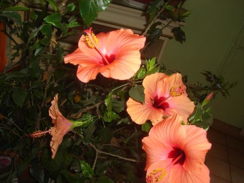 UNE BRASSEE DE FLEURS D HIBISCUS - UN PETIT COIN DE PARADIS