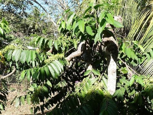 L'Ylang Ylang - La vie sur notre caillou...