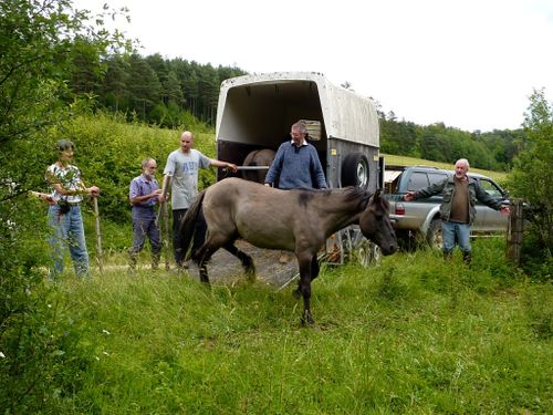 LE TARPAN, UN CHEVAL ETONNANT - Au fil de la Vallée de l'Aube