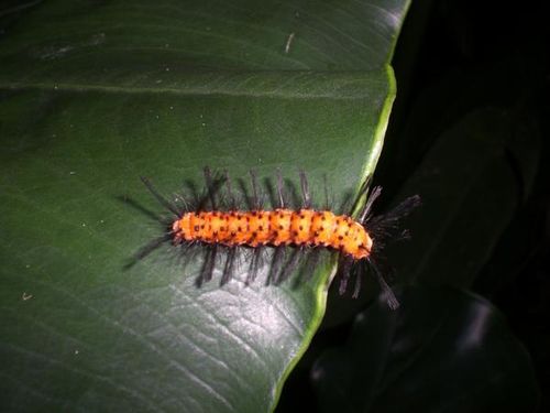 Papillon de la chenille Rasta - Le blog de Gé