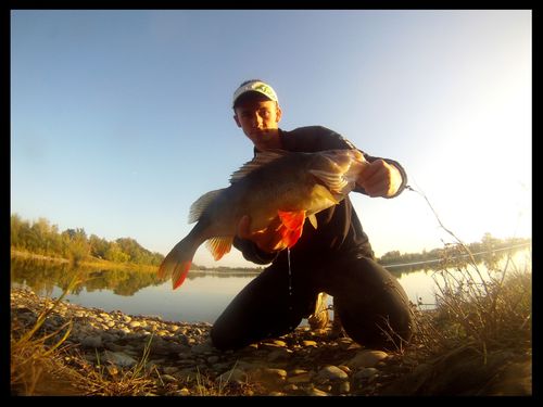 De nouveau, une belle tatane au spread shad !!! - La peche aux leurres ...