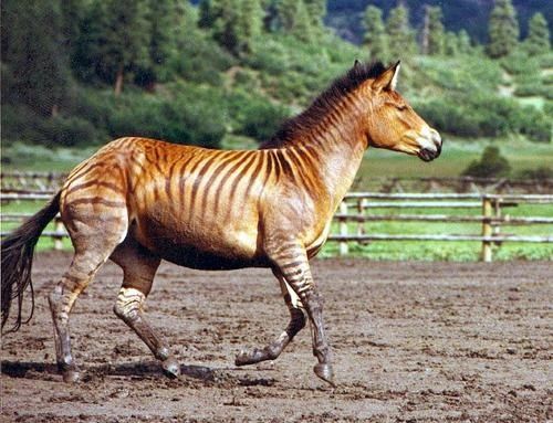 Le Zébrule ou Zorse - Croisement d'un zèbre et d'une jument - UMAE VISUELLE