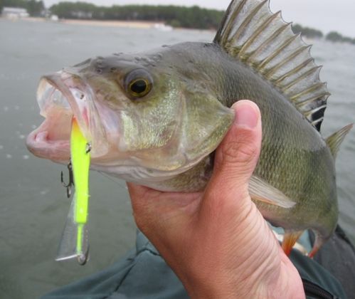 Jigging-Rap. - Le blog de Team Himbert