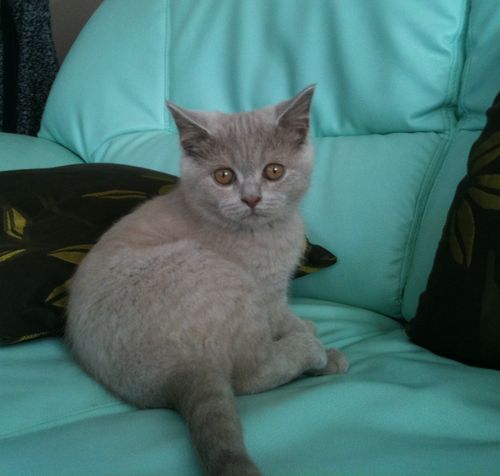 ACCUEILLIR UN 3EME CHAT - MES BRITISH SHORTHAIR BARNABE, FELIDAE ET GUNTER