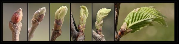 Au printemps, que fait le bourgeon quand il est réveillé ? - Des fleurs ...