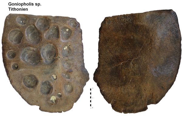 Goniopholis - Fossiles des 2 Charentes