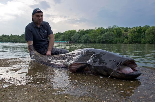 Big silure, sandre, perche et chevesne ! - NESKI