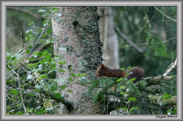 L' écureuil roux. - Le blog de Jacques Pierrot