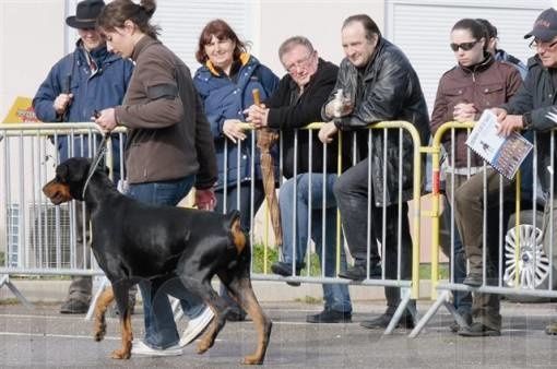 Le LEAP accueille un concours de doberman - Le blog du Leap de St Maximin
