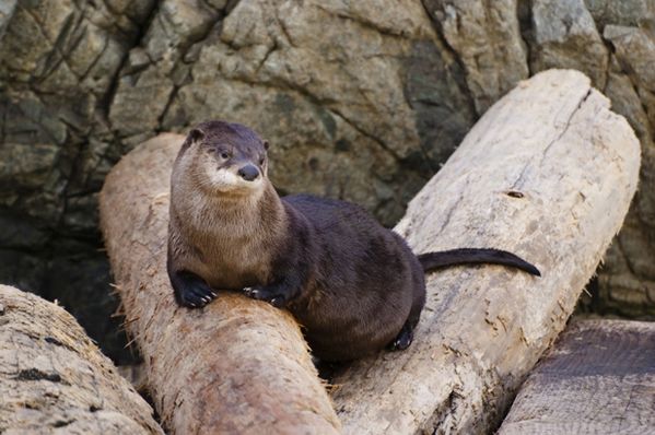 la loutre de mer - GLOBE-NATURE