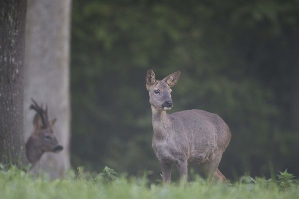 Dans un bois près d'Amiens (chevreuils-brocard, chevrette, chevrillard ...
