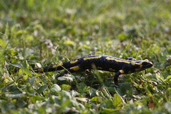 salamandre (Cotentin) - Bétails de min coin