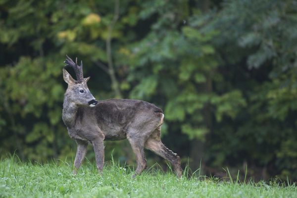 Dans un bois près d'Amiens (chevreuils-brocard, chevrette, chevrillard ...