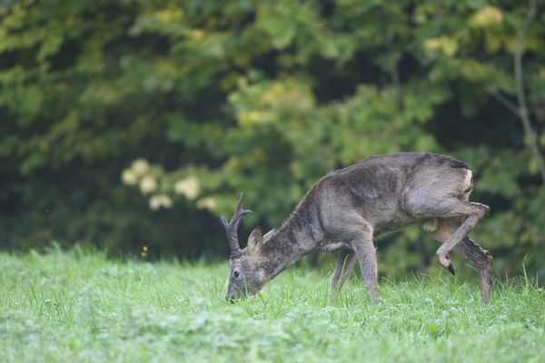 Dans un bois près d'Amiens (chevreuils-brocard, chevrette, chevrillard ...